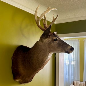 8 Point Buck Whitetail Deer Shoulder Mount Taxidermy - Etsy