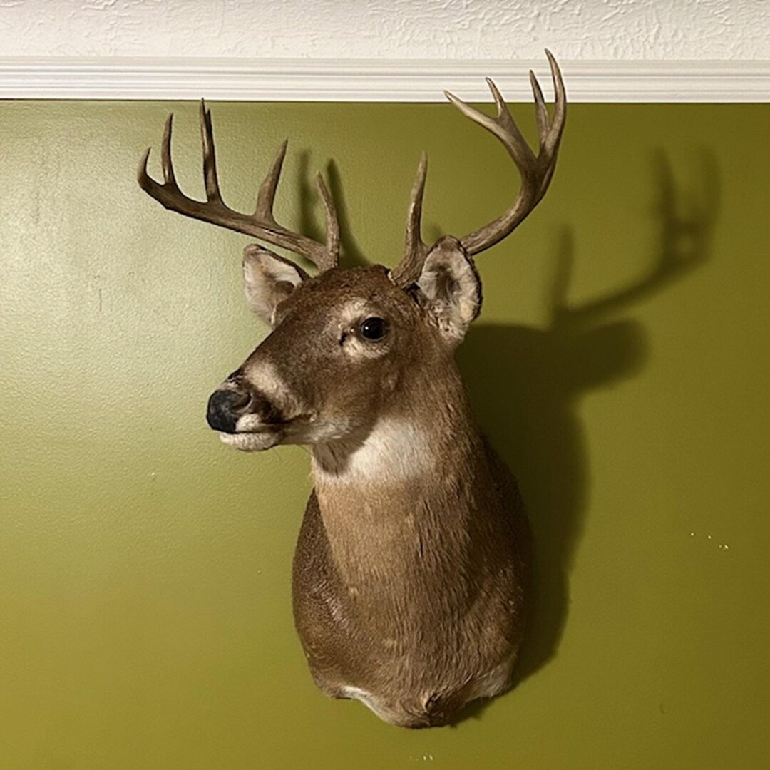 11pt Whitetail Deer Stag Buck Shoulder Mount Taxidermy - Etsy