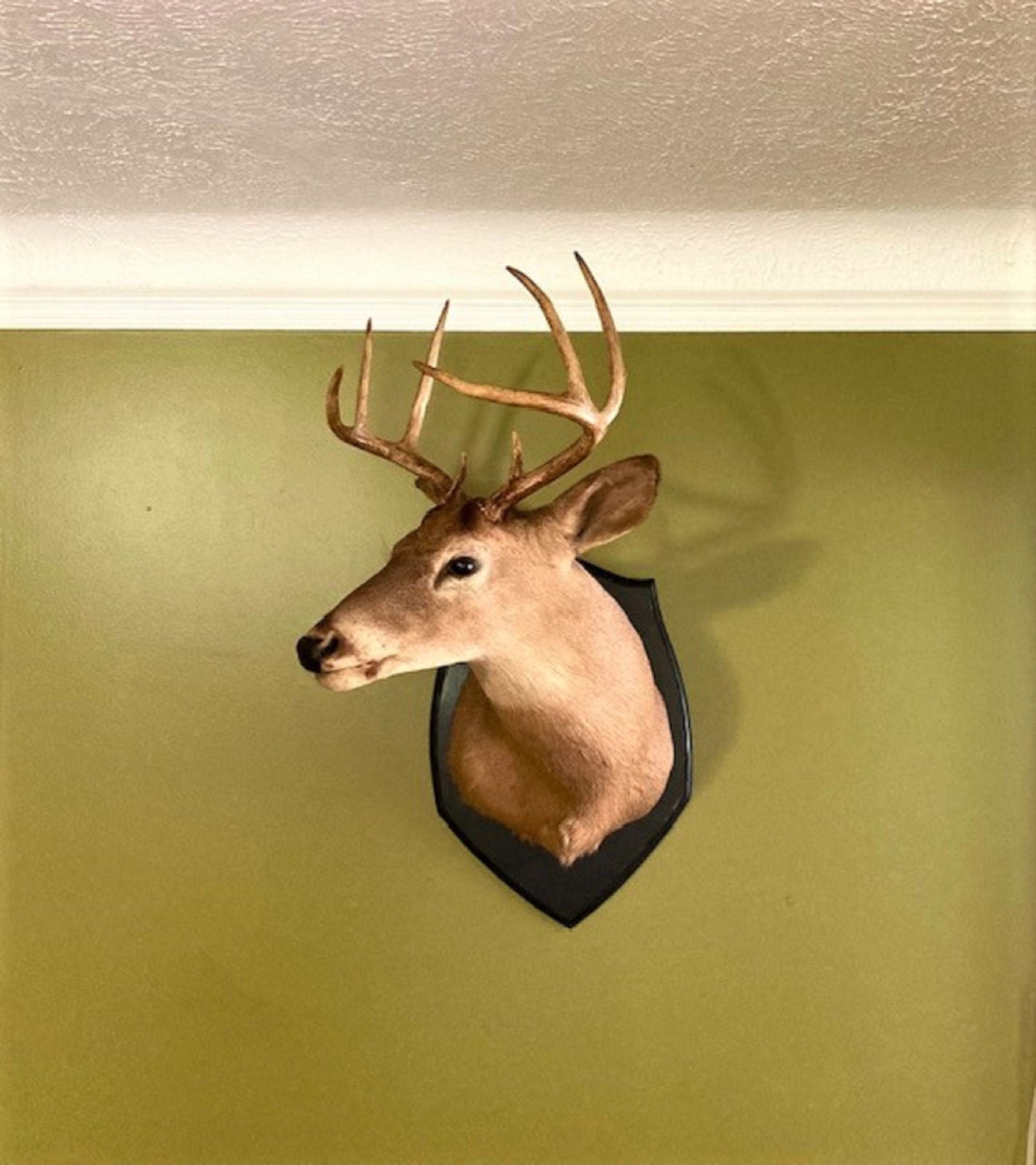 Whitetail Deer Head Mounts