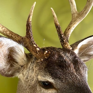 8 Point Buck Whitetail Deer Shoulder Mount Taxidermy - Etsy