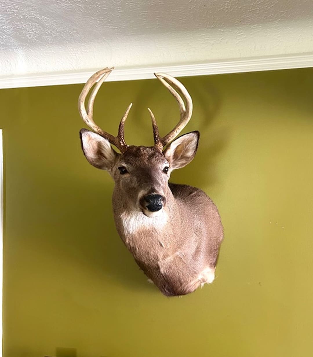 8 Point Buck Whitetail Deer Shoulder Mount Taxidermy - Etsy