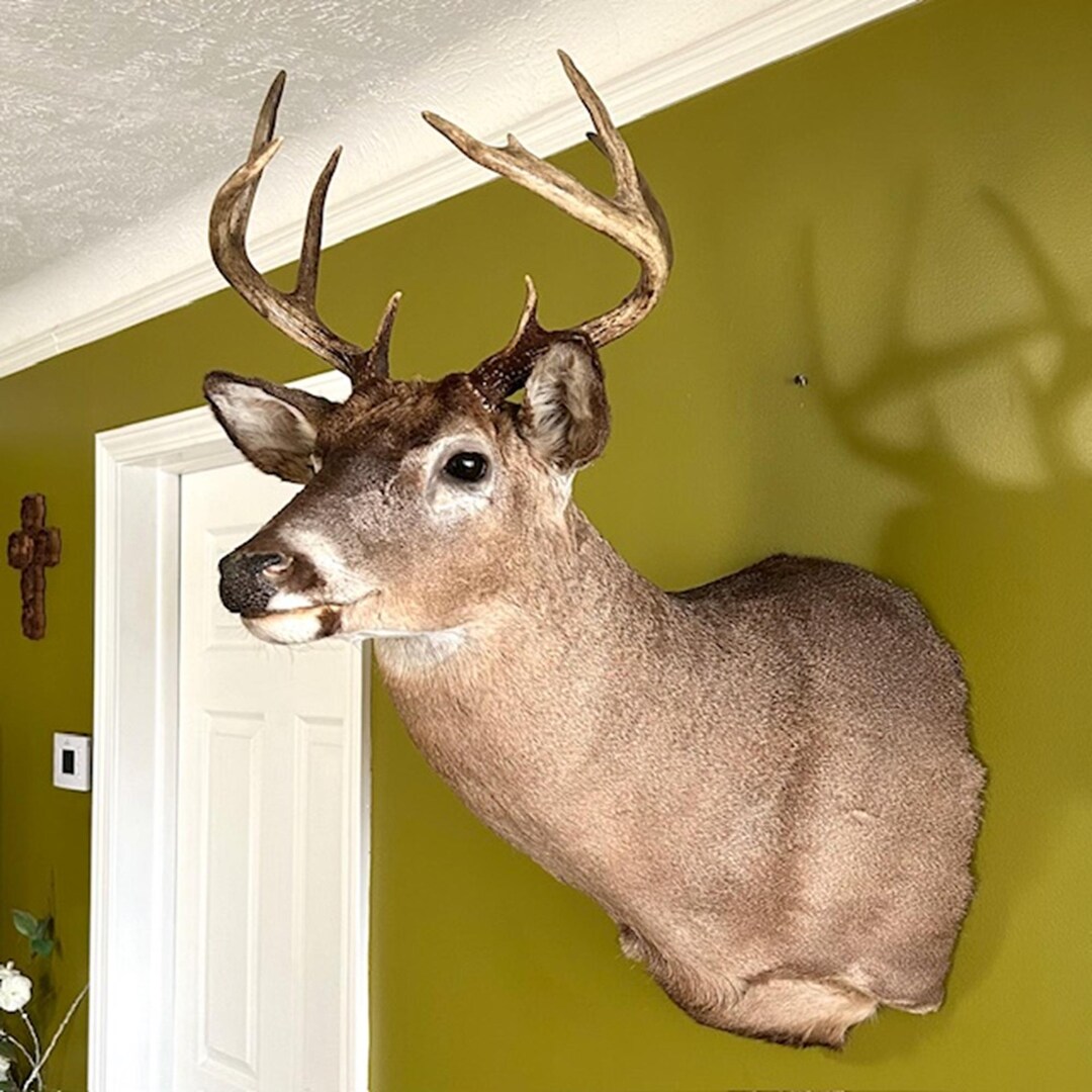 Handsome 8pt Whitetail Deer Stag Buck Shoulder Mount Taxidermy - Etsy