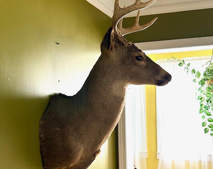 Handsome 8pt Whitetail Deer Stag Buck Shoulder Mount Taxidermy - Etsy
