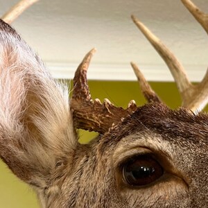 8 Point Buck Whitetail Deer Shoulder Mount Taxidermy - Etsy