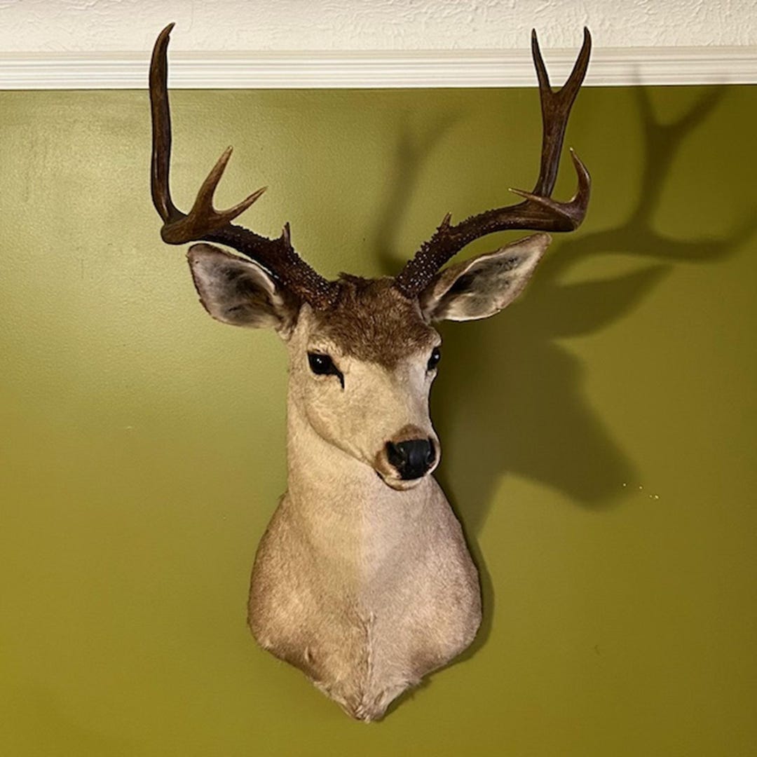 10pt Mule Deer Stag Buck Shoulder Mount Taxidermy, 1941 California W ...