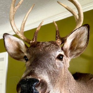 8 Point Buck Whitetail Deer Shoulder Mount Taxidermy - Etsy