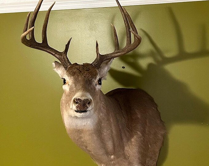10pt Whitetail Deer Stag Buck Shoulder Mount Taxidermy W/127 Boone ...