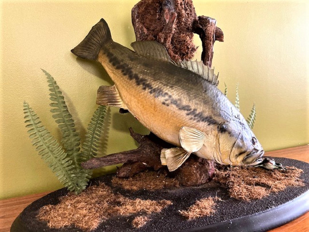 Real Skin Largemouth Bass Mount Taxidermy With Glass Eye - Etsy