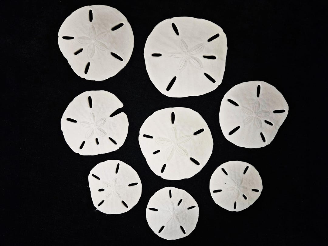 Sand Dollar Sea Shells 3 Sets of 8 Sand Dollars Each Set Sold ...