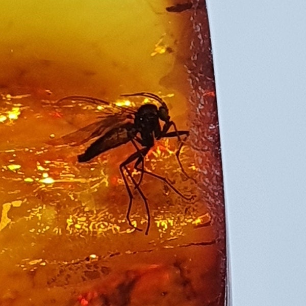 Amber With Insect - Etsy