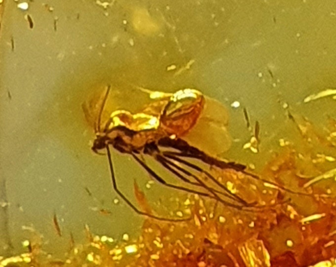 Insect Fossil in Amber Inclusion Fossil Baltic Amber - Etsy
