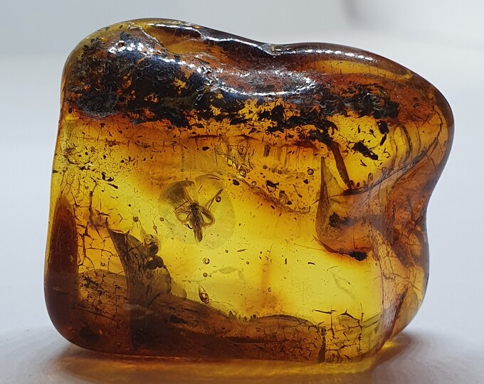 12 Grams Insect in Amber Inclusion Fossil Baltic Amber - Etsy
