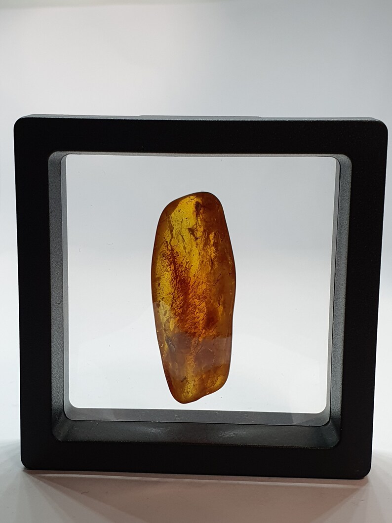 Insect in Amber Inclusion Fossil Baltic Amber Amber - Etsy