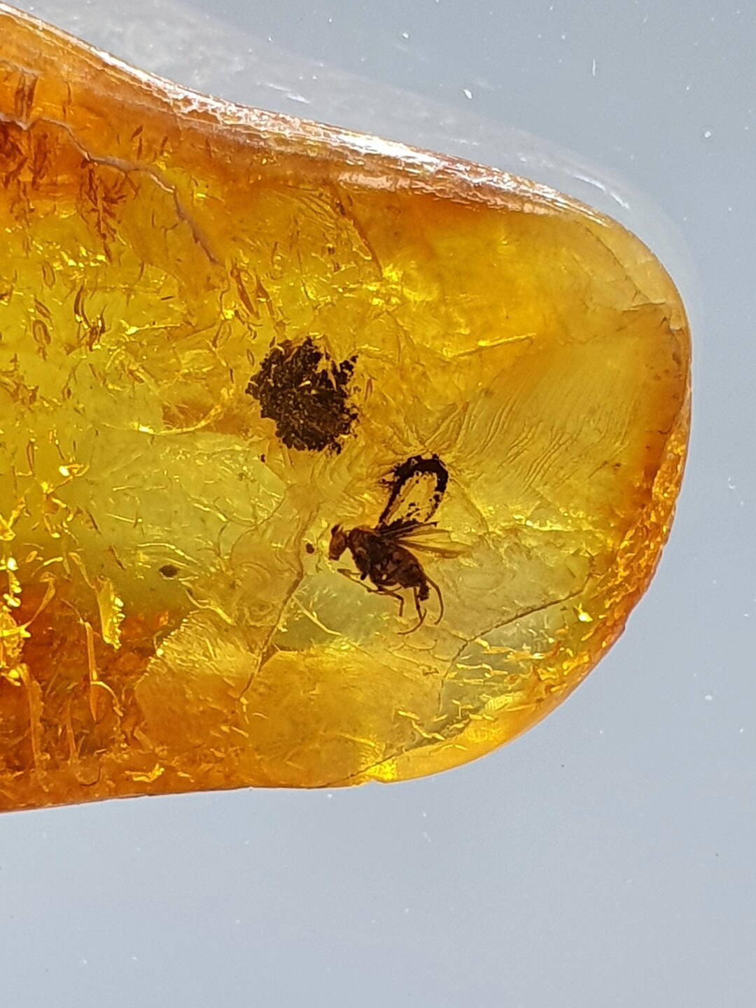 Insekt Fossil in Bernstein Inklusion fossil Baltischen - Etsy.de