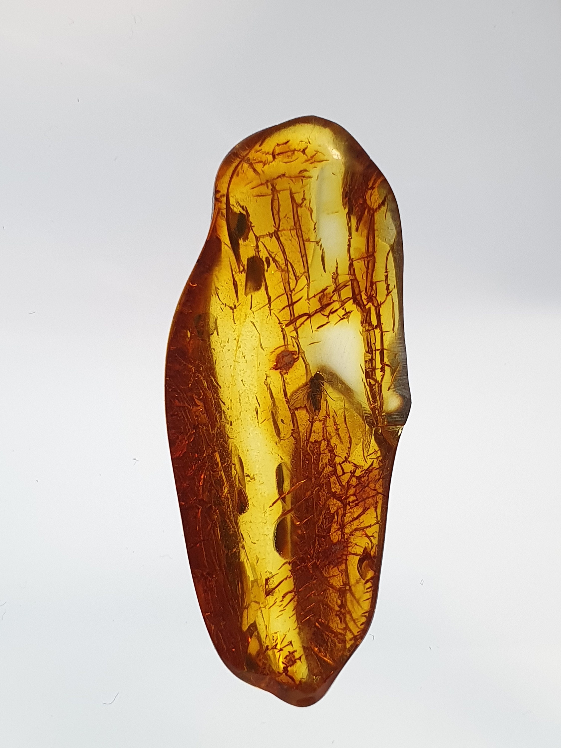 Insect in Amber Inclusion Fossil Baltic Amber Amber | Etsy