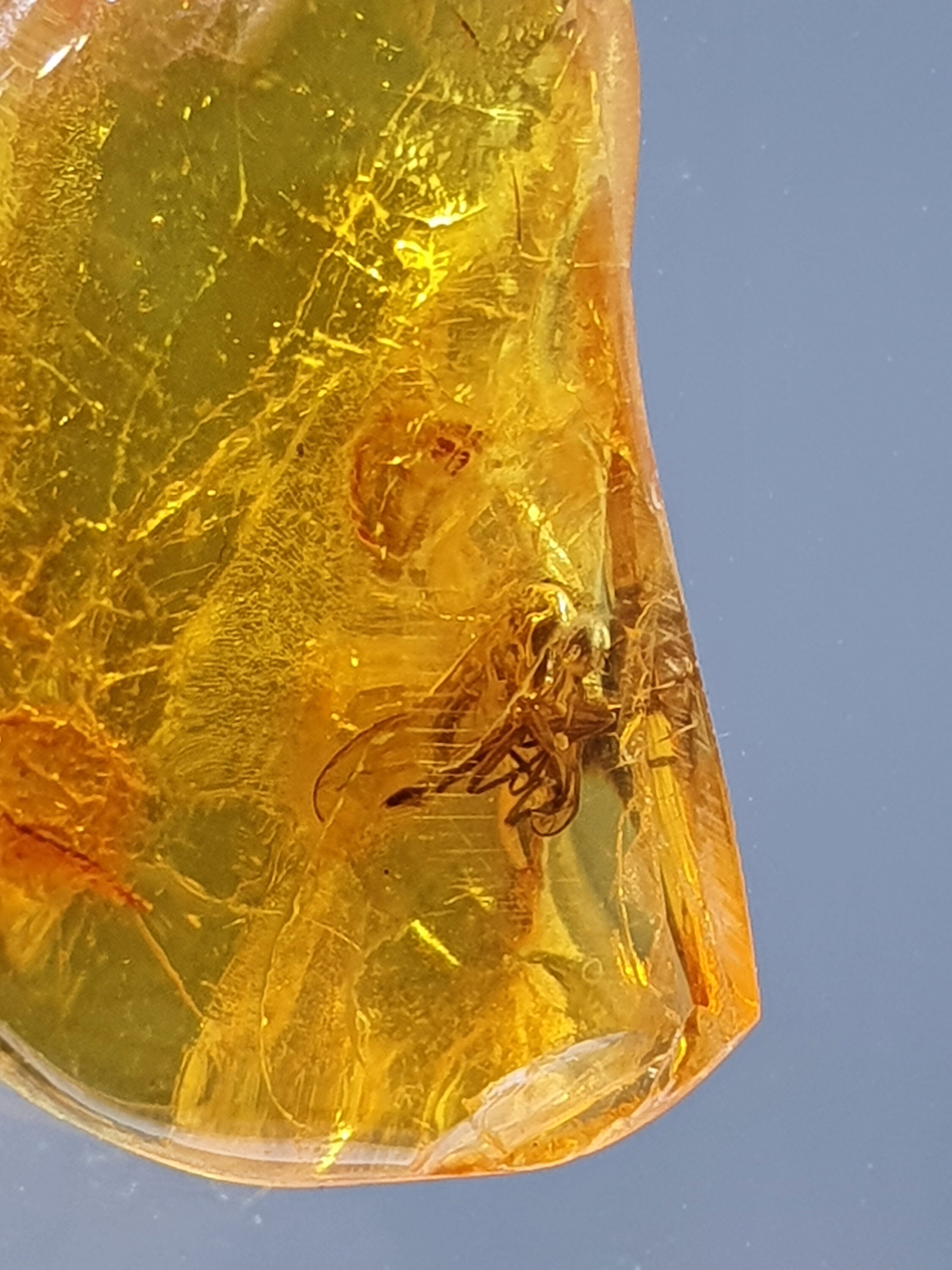 Insect in Amber Inclusion Fossil Baltic Amber Amber | Etsy