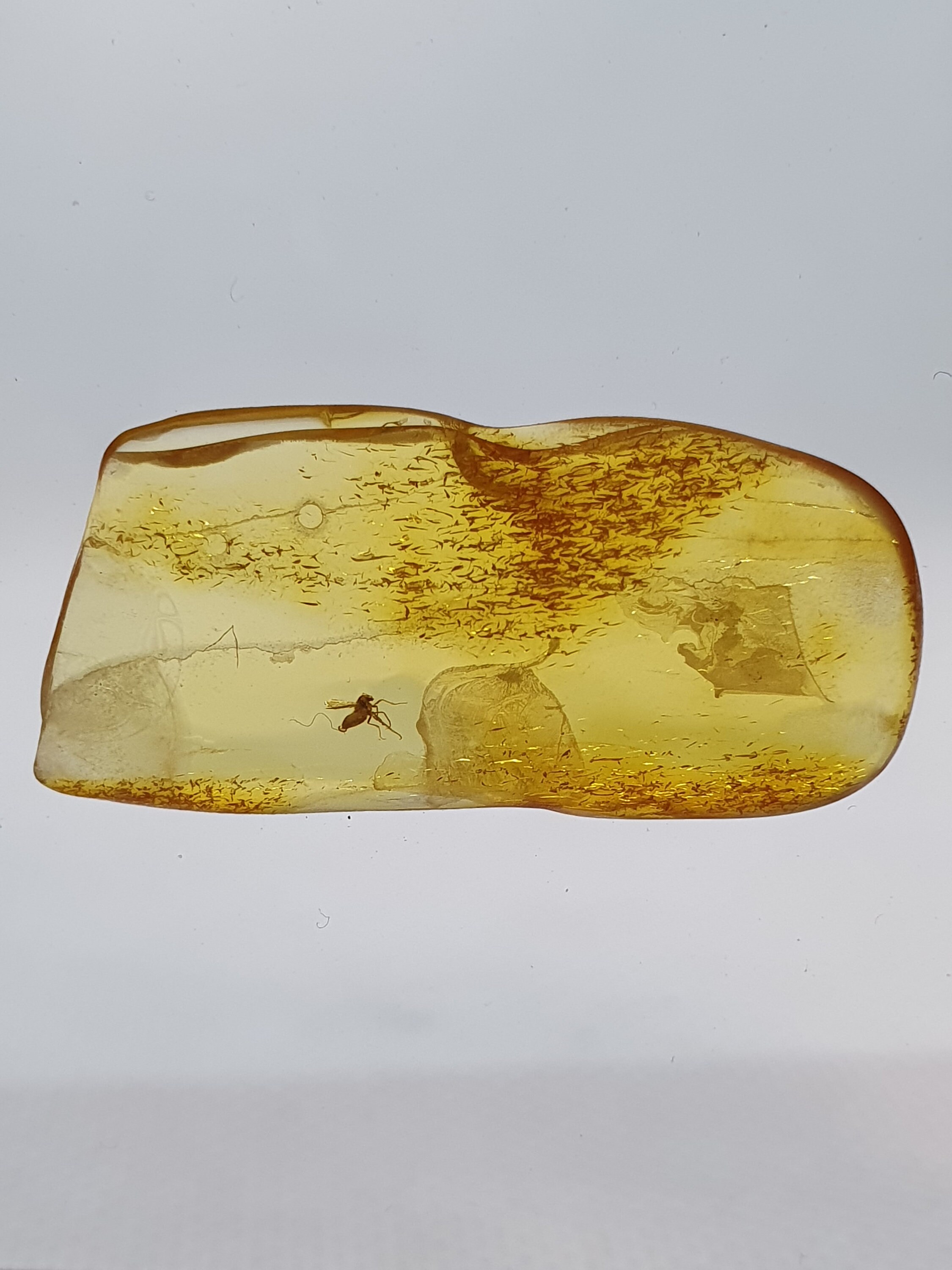 Insect Fossil in Amber Inclusion Fossil Baltic Amber | Etsy
