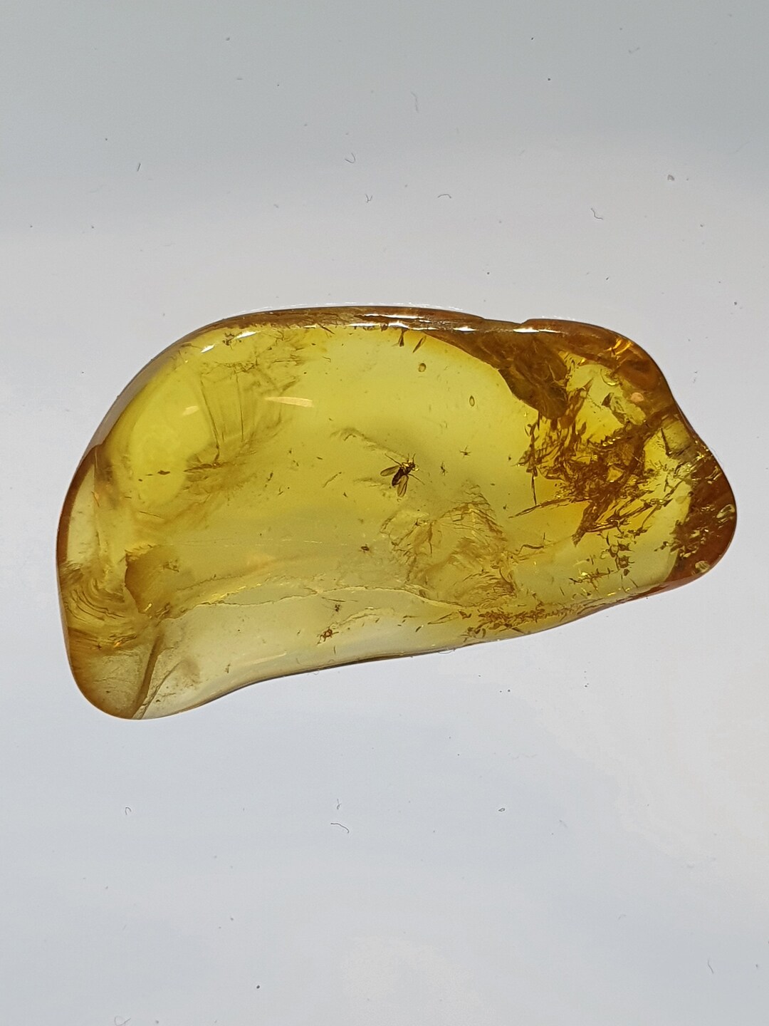 Insect Fossil in Amber Inclusion Fossil Baltic Amber - Etsy