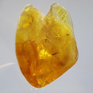 3 Insect Fossils Trapped in Amber Inclusion Fossil Baltic - Etsy