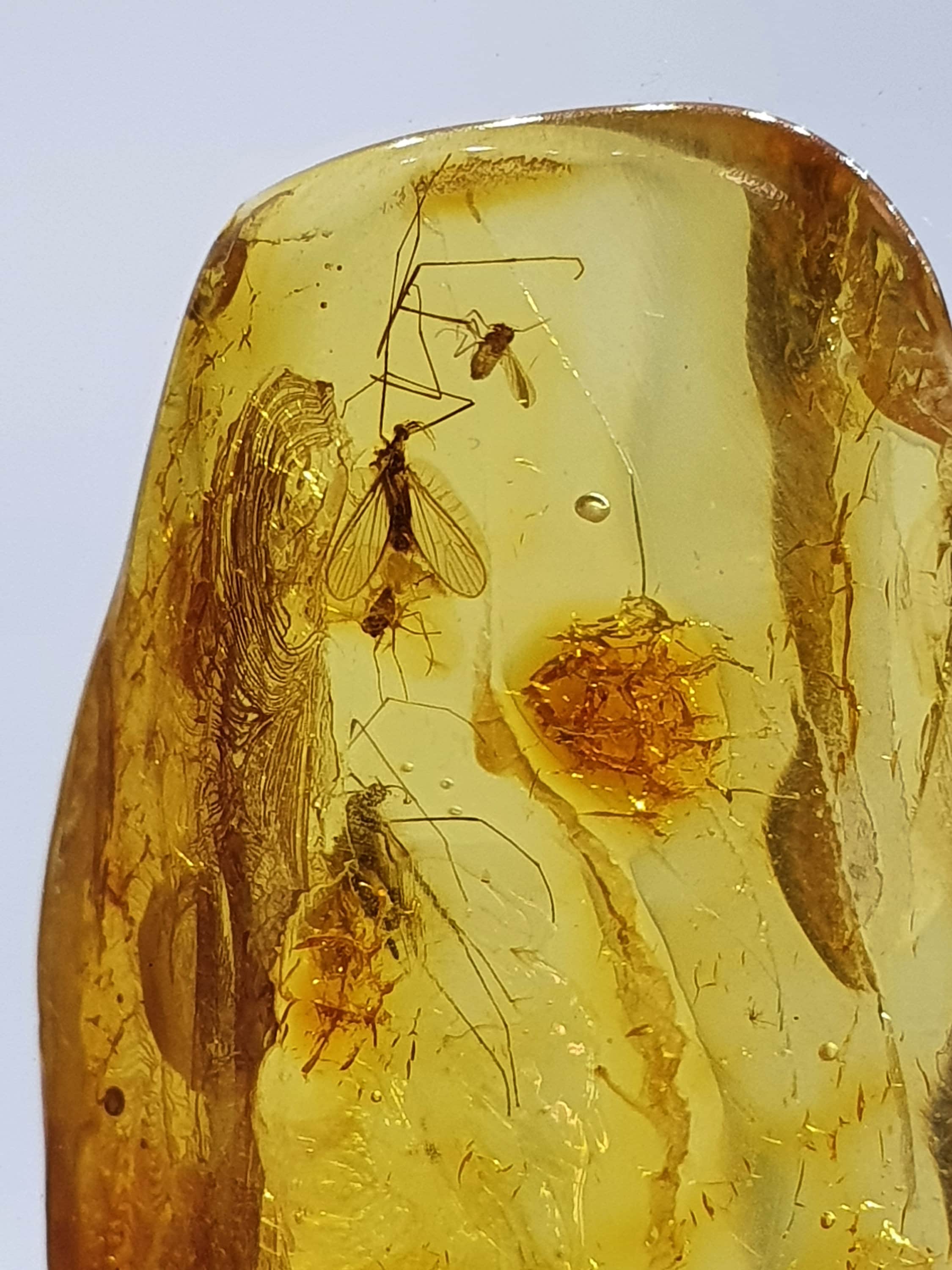 CUATRO Insectos en ámbar / inclusión fósil / ámbar báltico / | Etsy