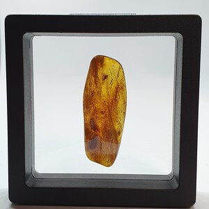 Insect in Amber Inclusion Fossil Baltic Amber Amber - Etsy