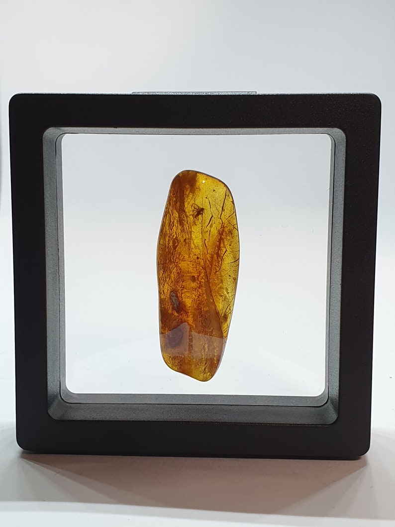 Insect in Amber Inclusion Fossil Baltic Amber Amber - Etsy