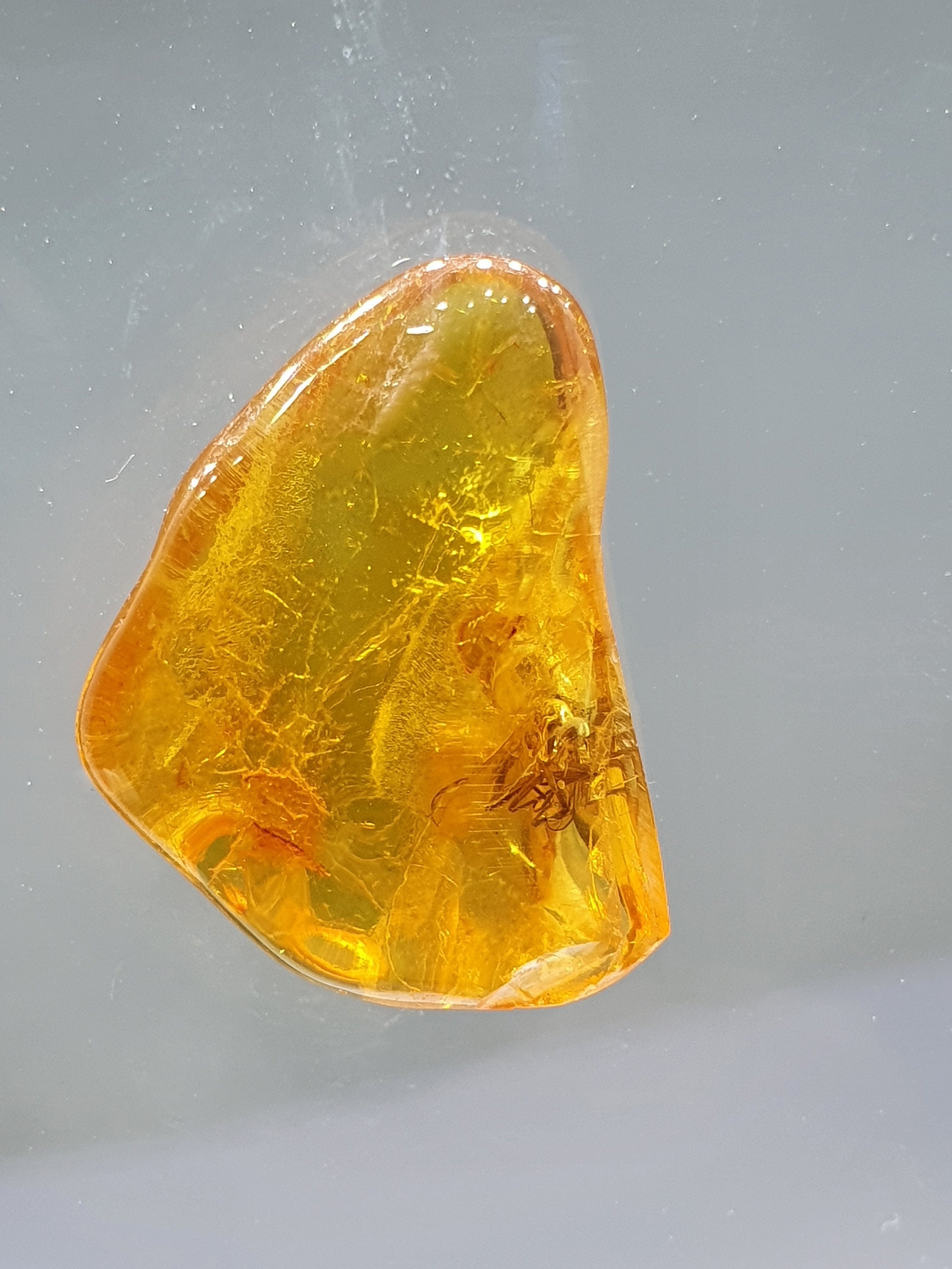 Insect in Amber Inclusion Fossil Baltic Amber Amber | Etsy