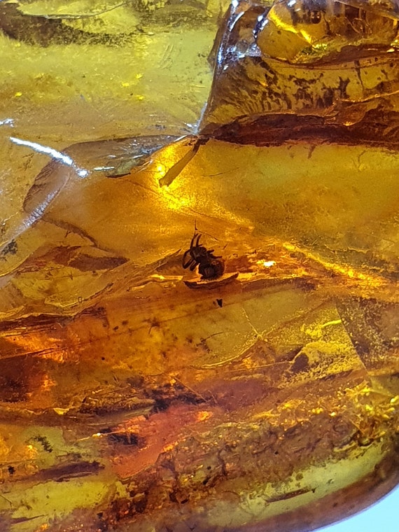Small SPIDER trapped in amber Inclusion fossil Baltic | Etsy