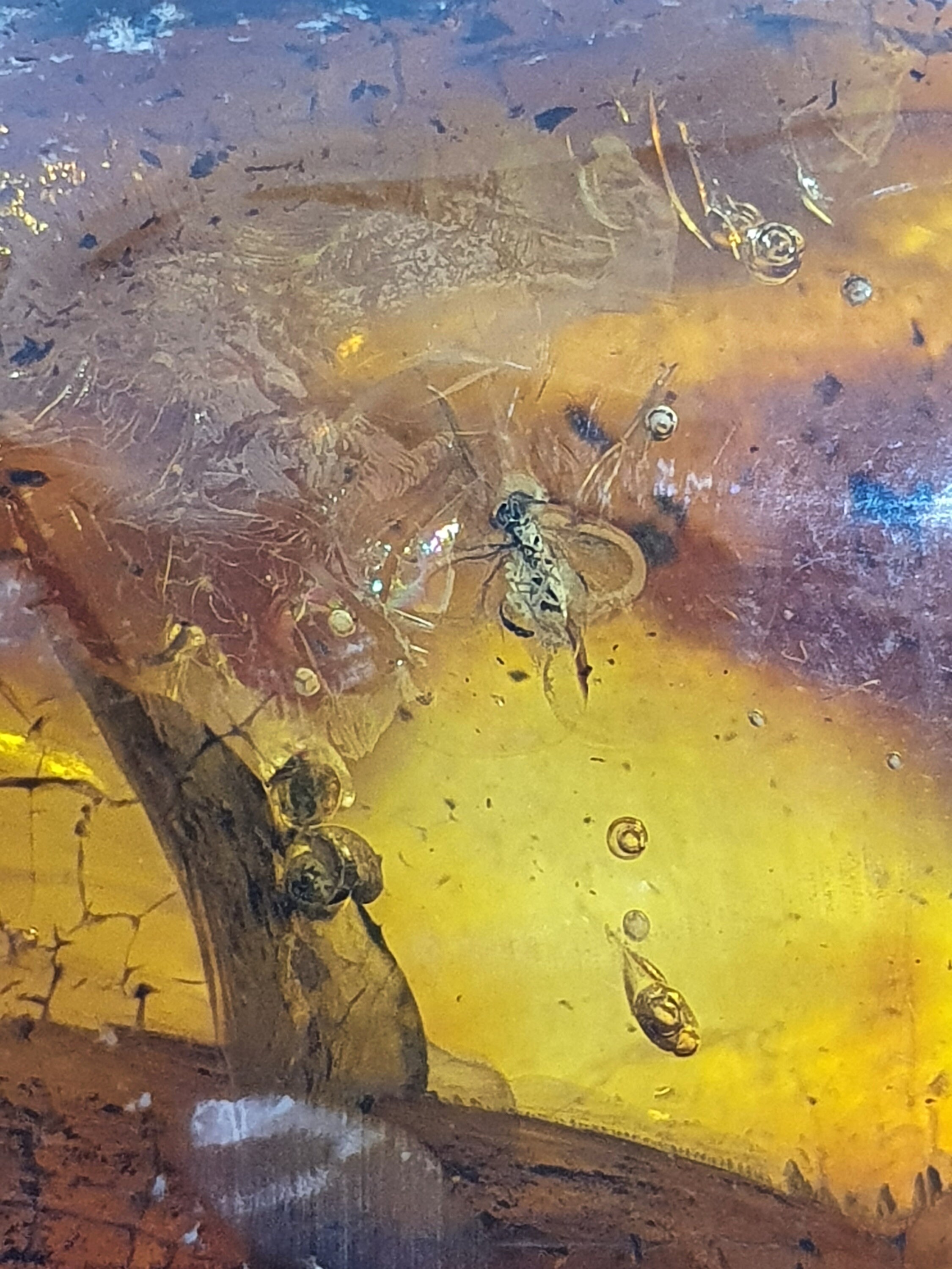 12 grams Insect in amber inclusion fossil Baltic amber | Etsy