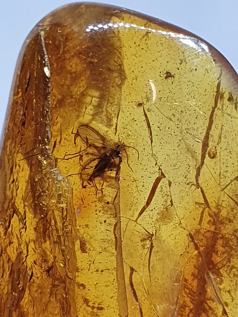 Insect in Amber Inclusion Fossil Baltic Amber Amber - Etsy