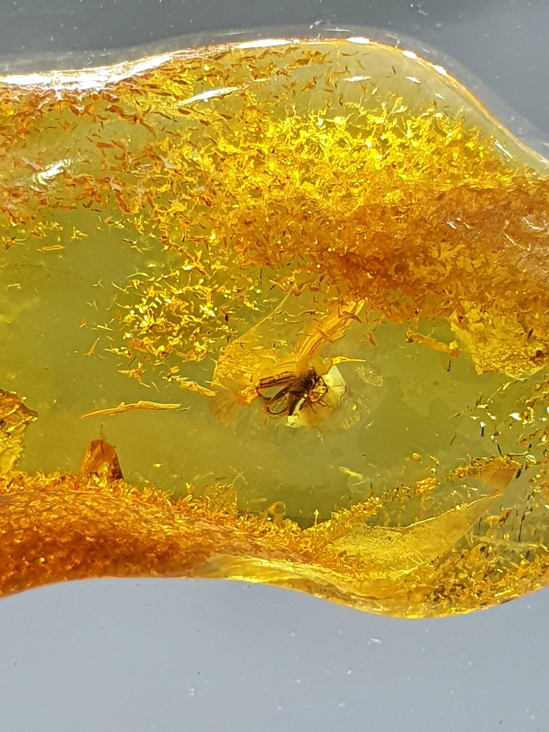 Insect Fossil in Amber Inclusion Fossil Baltic Amber - Etsy
