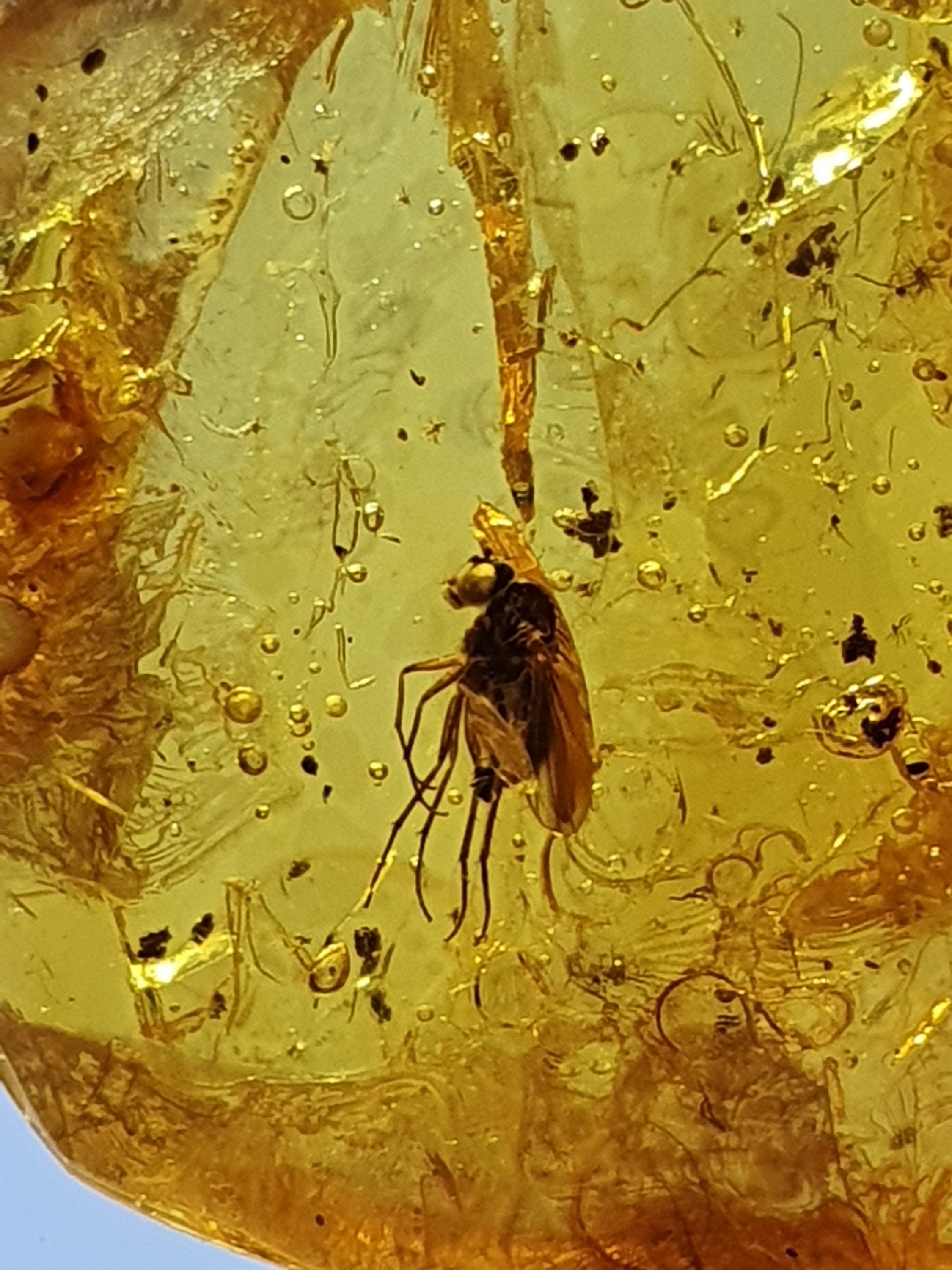 Fly fossil trapped in amber Inclusion fossil Baltic amber | Etsy