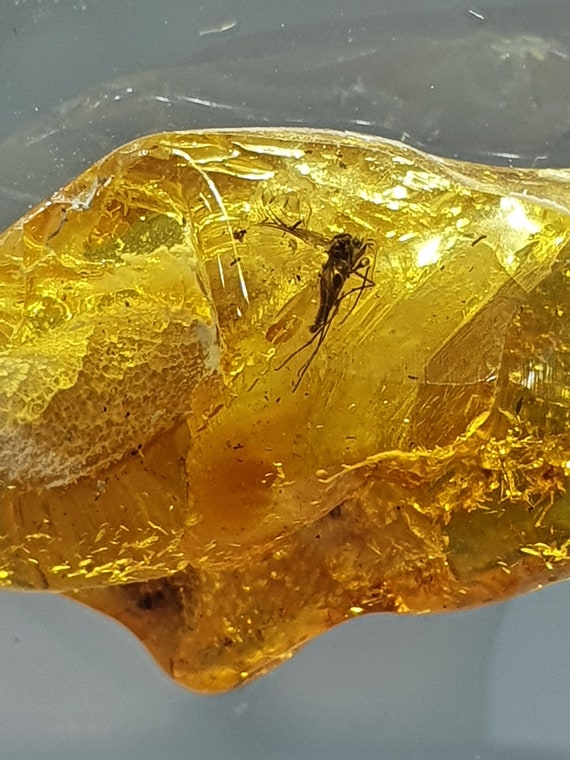 Insekt in Bernstein Inklusion fossil Baltischen Bernstein | Etsy