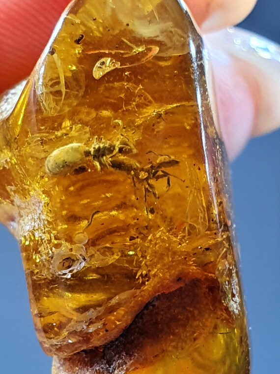 RARE 2 ANTS Trapped in Amber Amber Inclusion Baltic Amber | Etsy