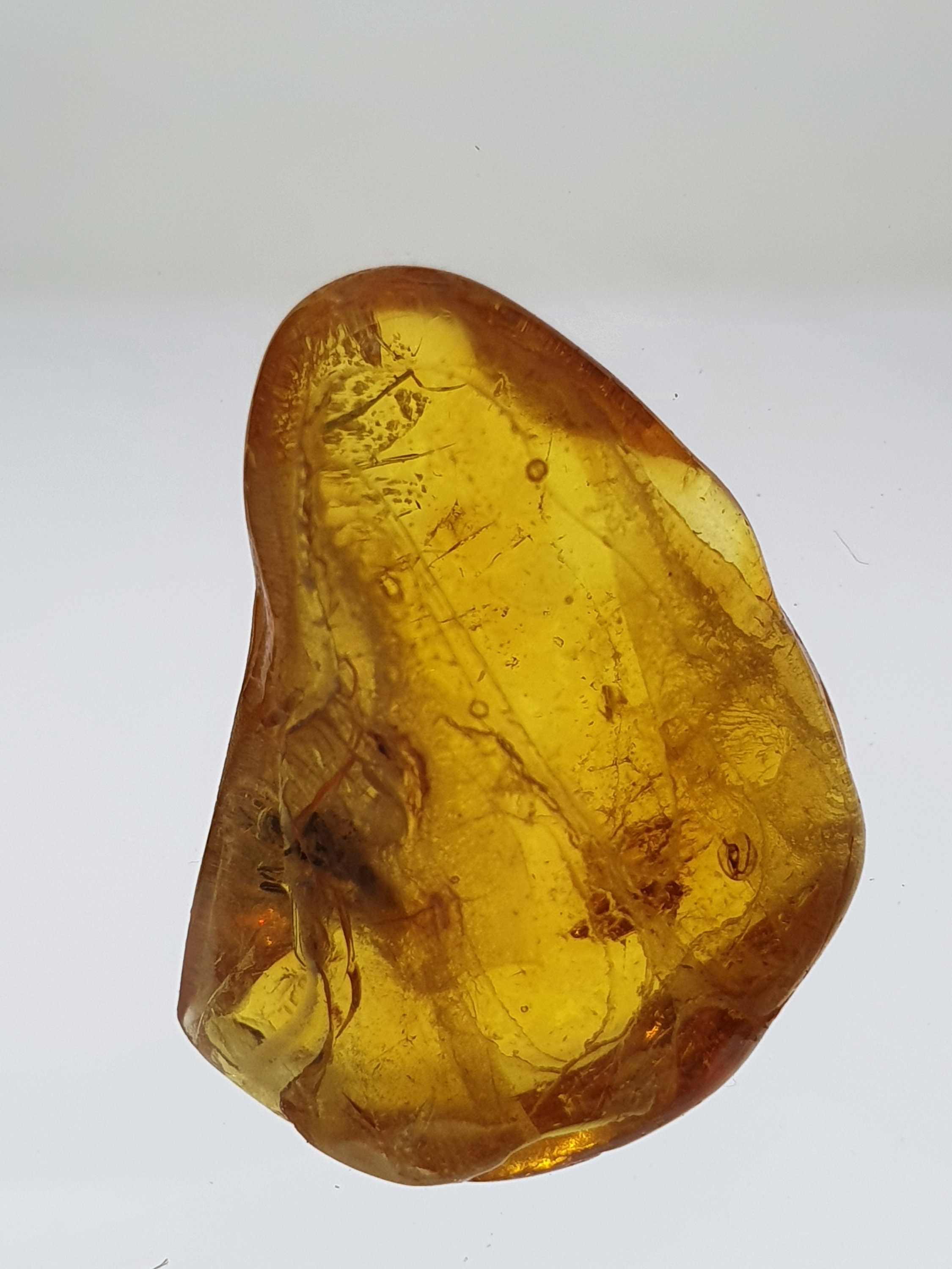 Insect in Amber Inclusion Fossil Baltic Amber Amber | Etsy