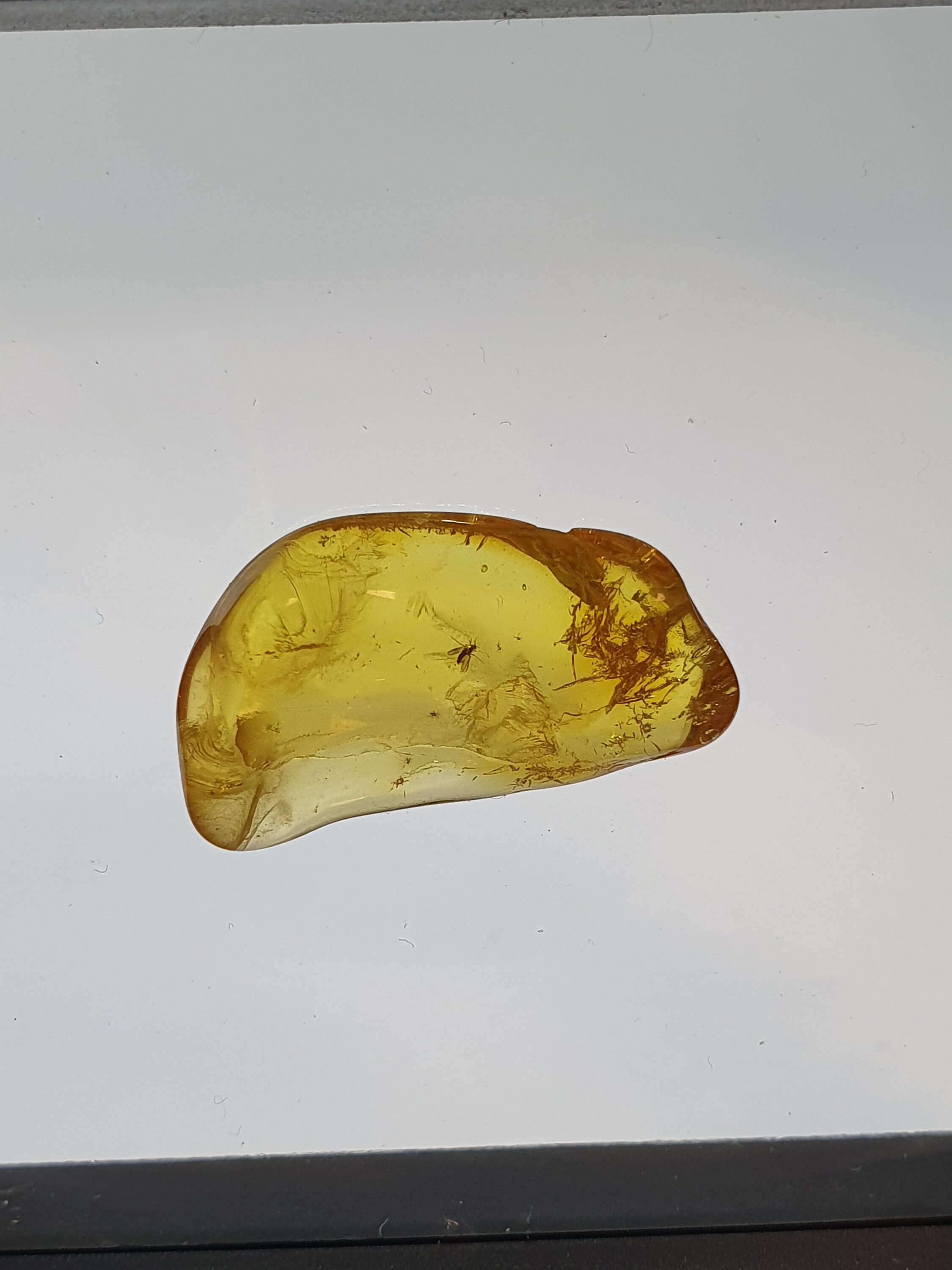 Insect fossil in amber Inclusion fossil Baltic amber | Etsy