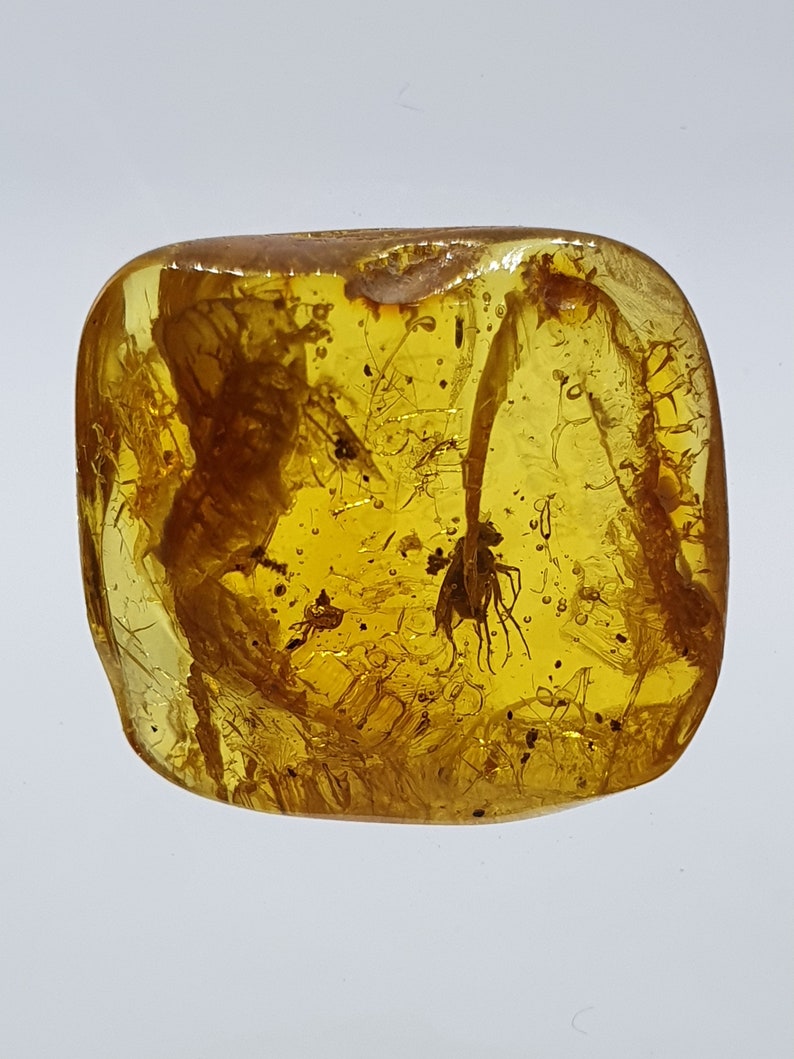 Fly Fossil Trapped in Amber Inclusion Fossil Baltic Amber | Etsy