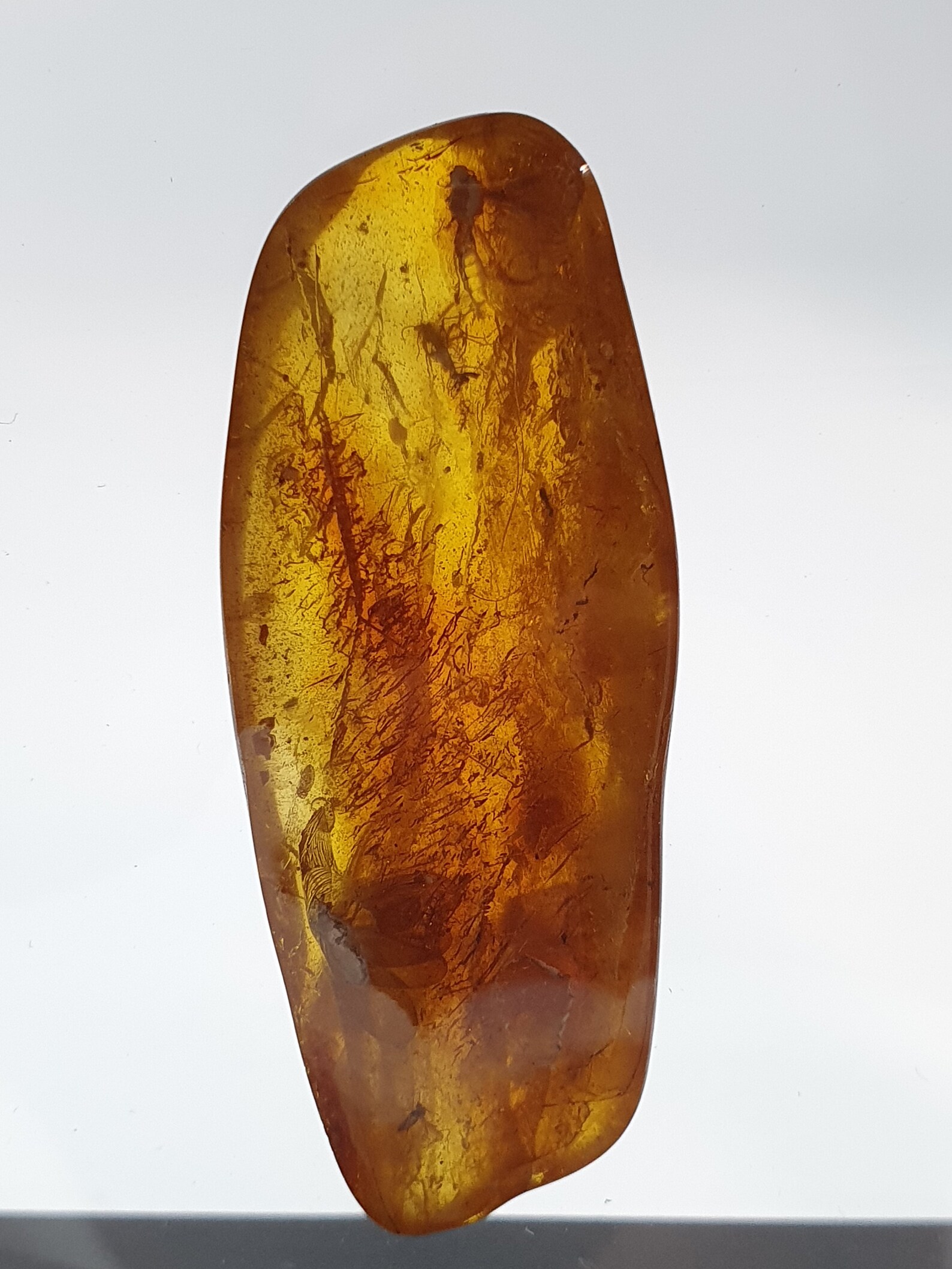 Insect in Amber Inclusion Fossil Baltic Amber Amber - Etsy