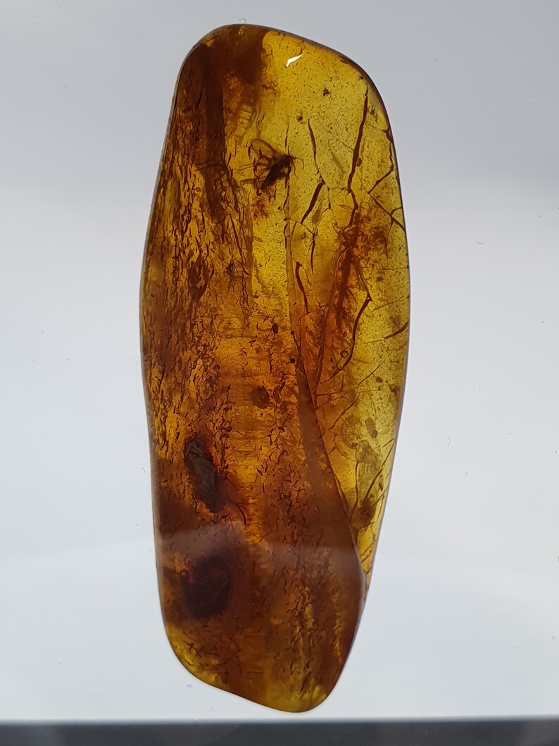 Insect in Amber Inclusion Fossil Baltic Amber Amber - Etsy