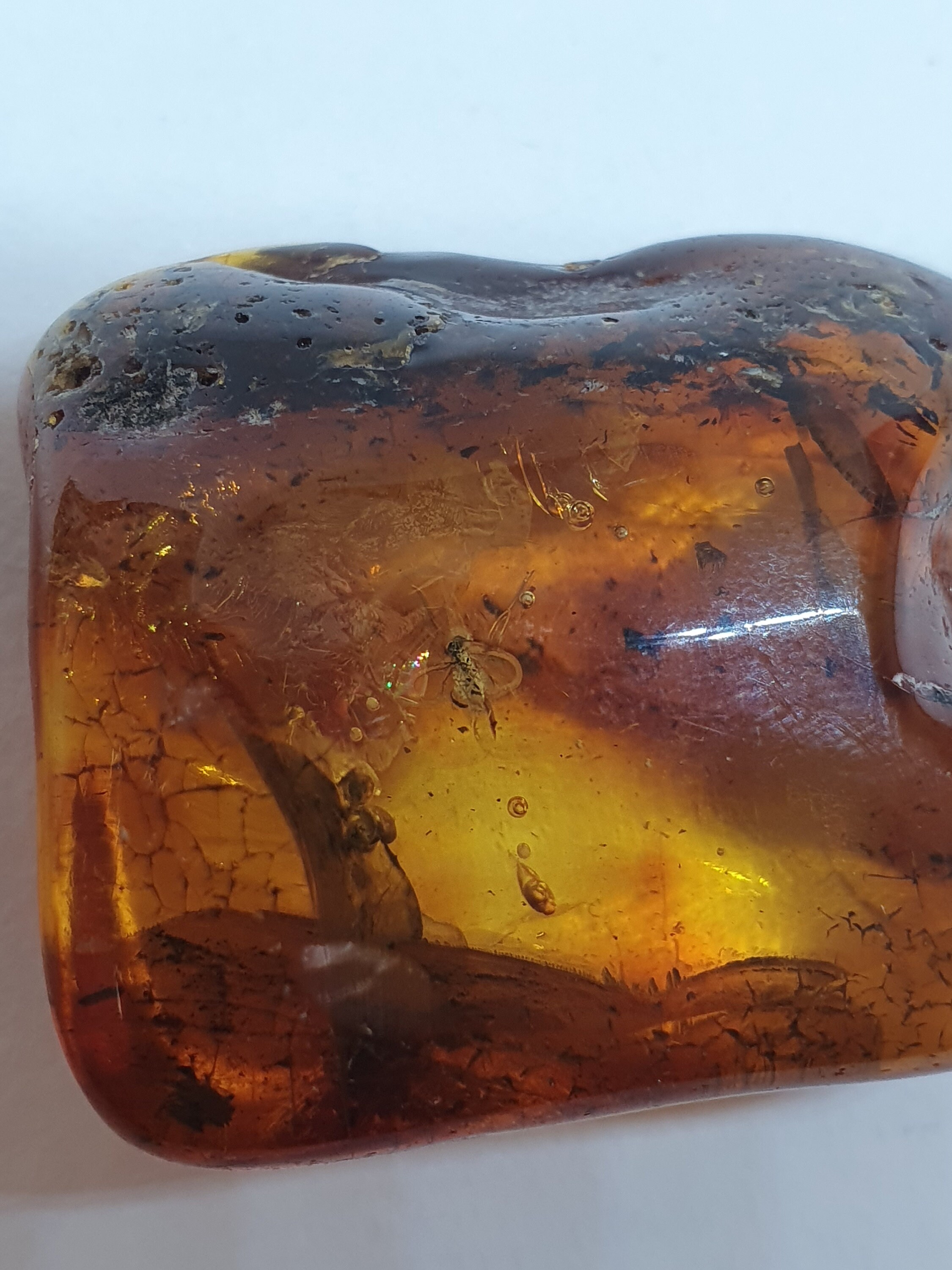 12 grams Insect in amber inclusion fossil Baltic amber | Etsy