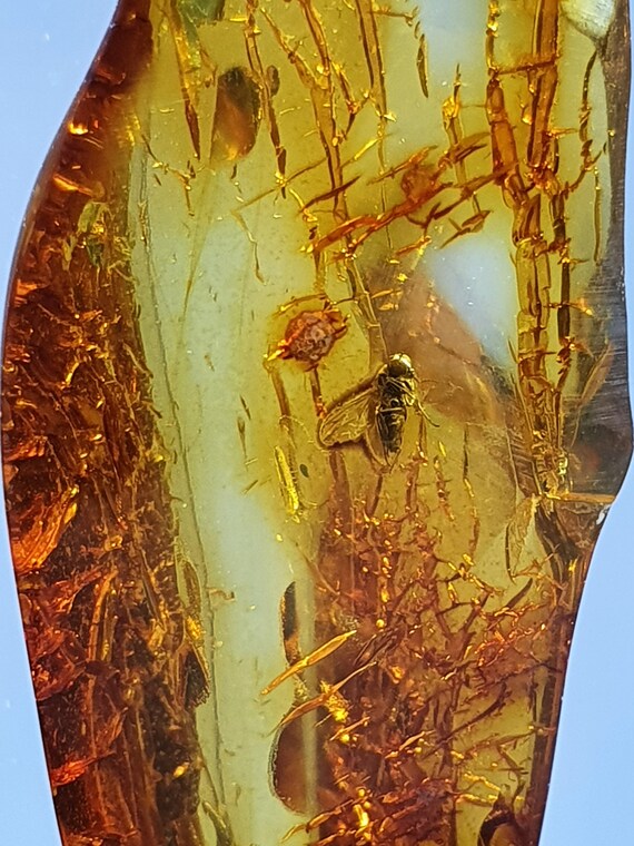 Insect in Amber Inclusion Fossil Baltic Amber Amber | Etsy