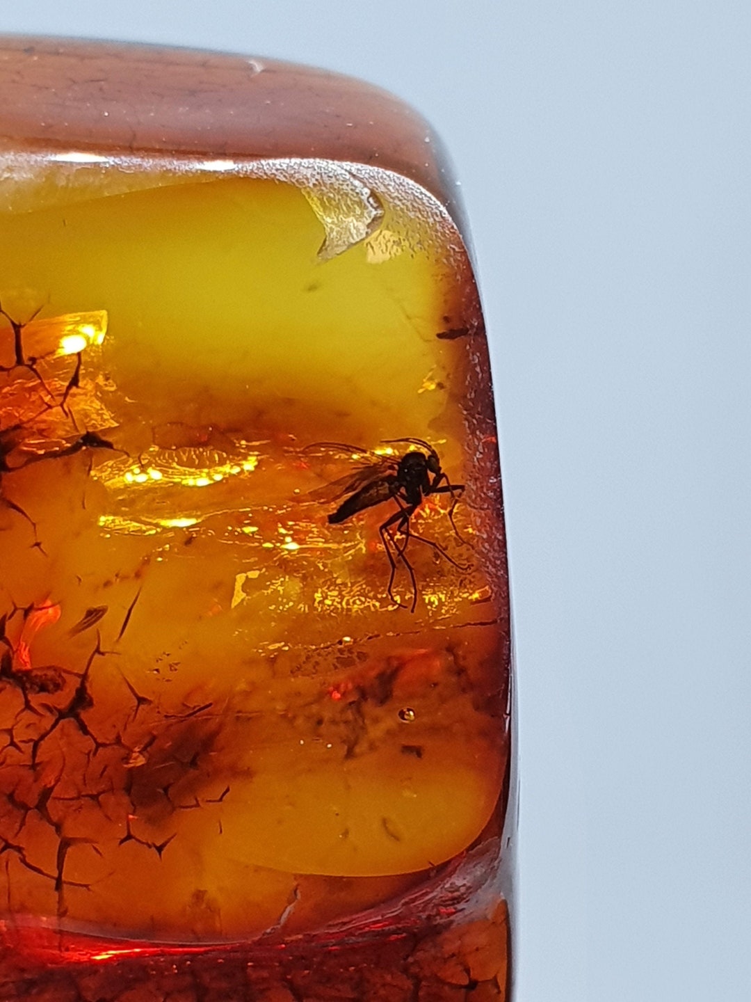 Insect in Big 10g Amber Inclusion Fossil Baltic Amber - Etsy