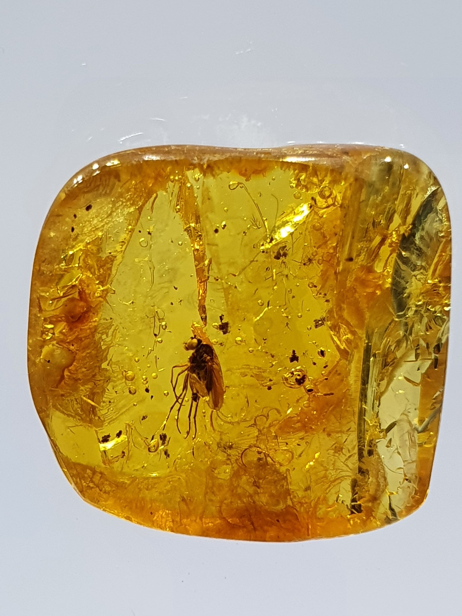 Fly Fossil Trapped in Amber Inclusion Fossil Baltic Amber - Etsy