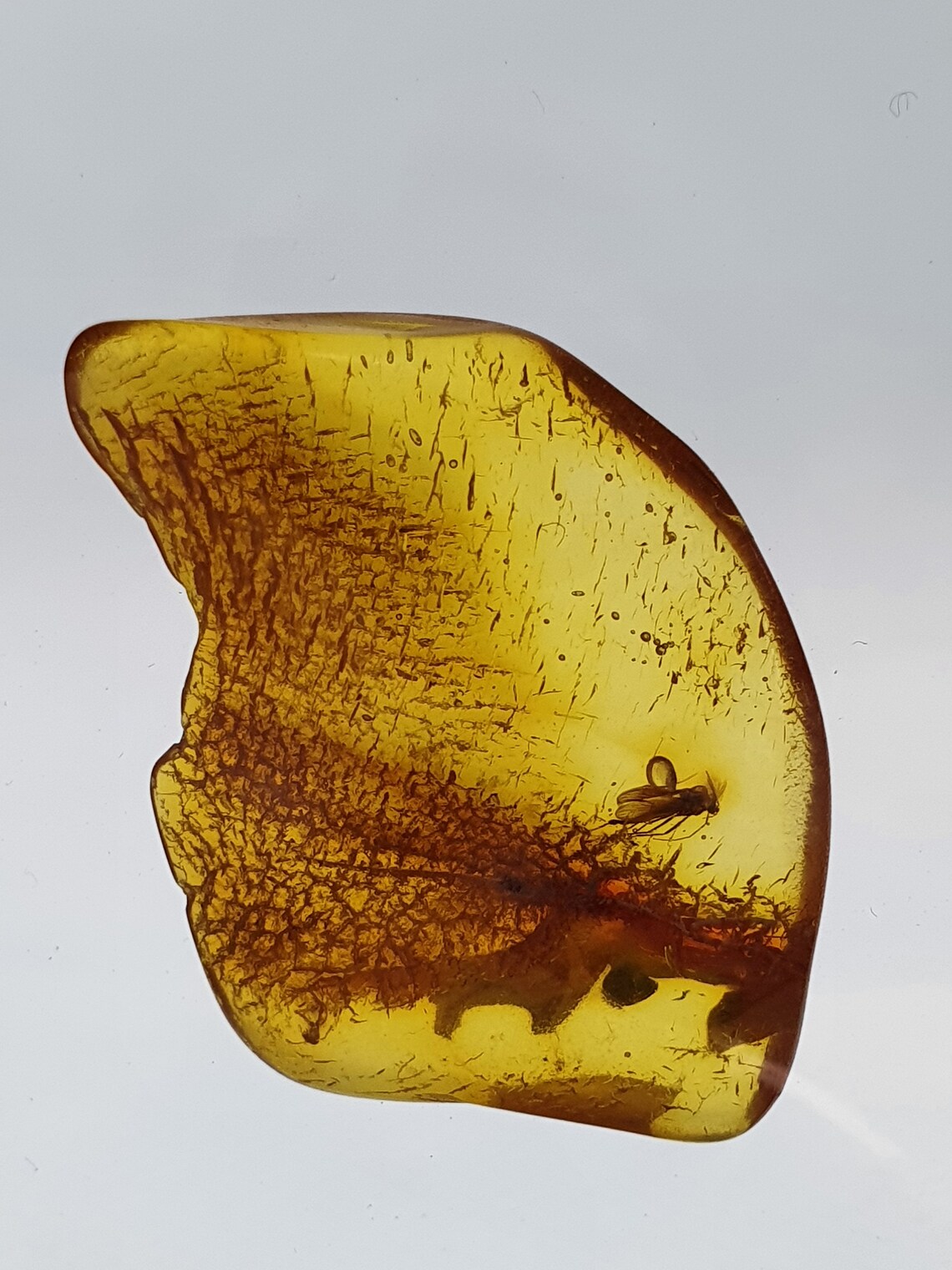 Insect fossil in amber Inclusion fossil Baltic amber | Etsy