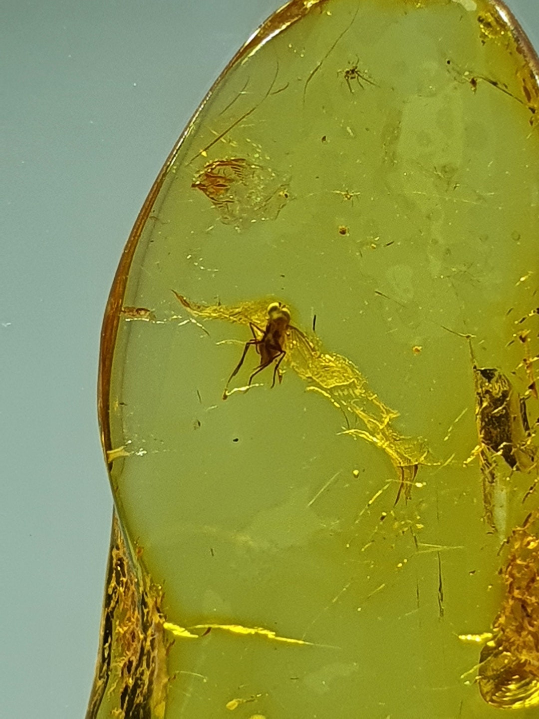 Kleine Insektenfossil in Bernstein Inklusion fossil - Etsy Österreich