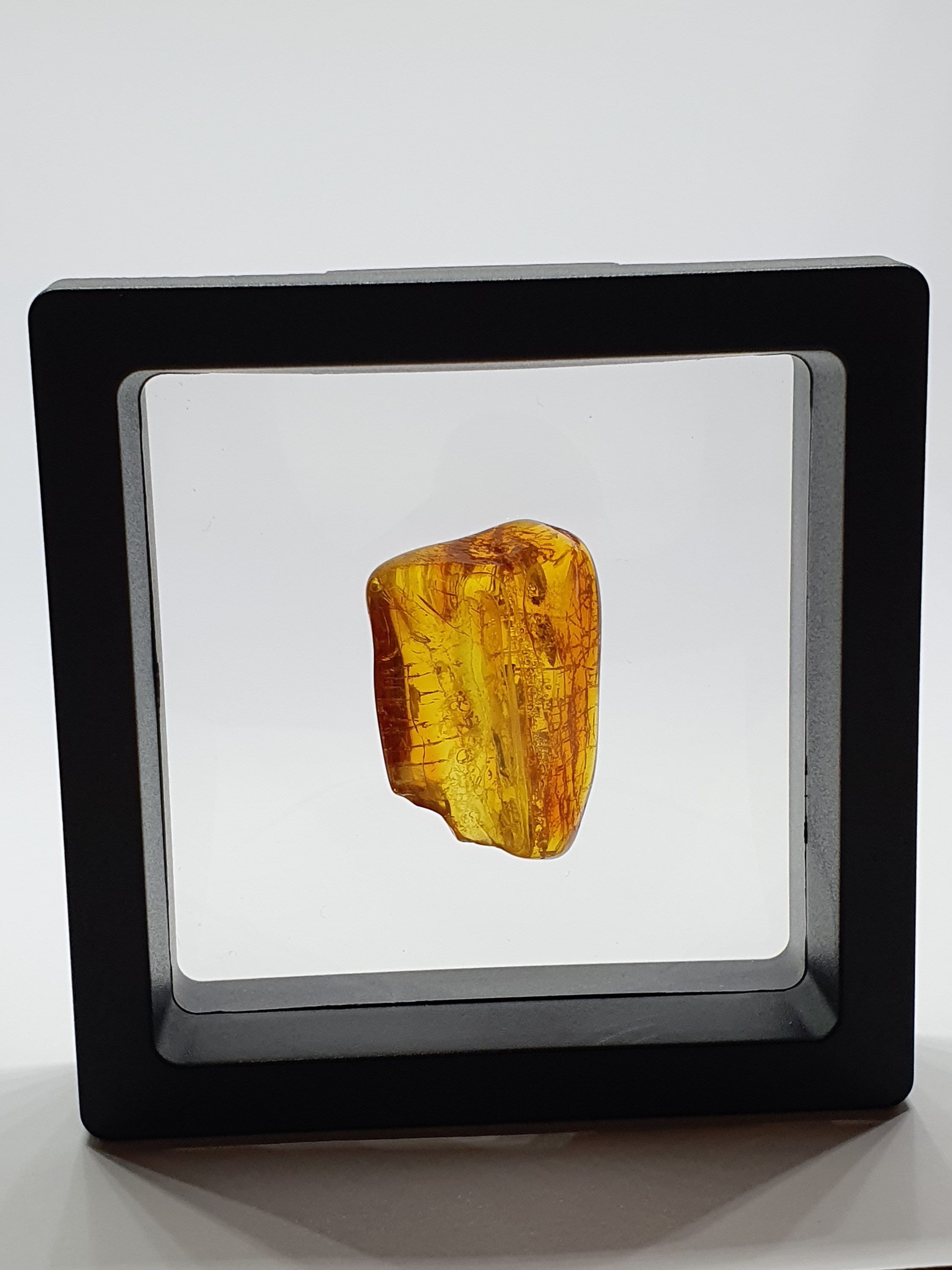 Insekt in Bernstein Einschluss Fossil Baltischer Bernstein | Etsy