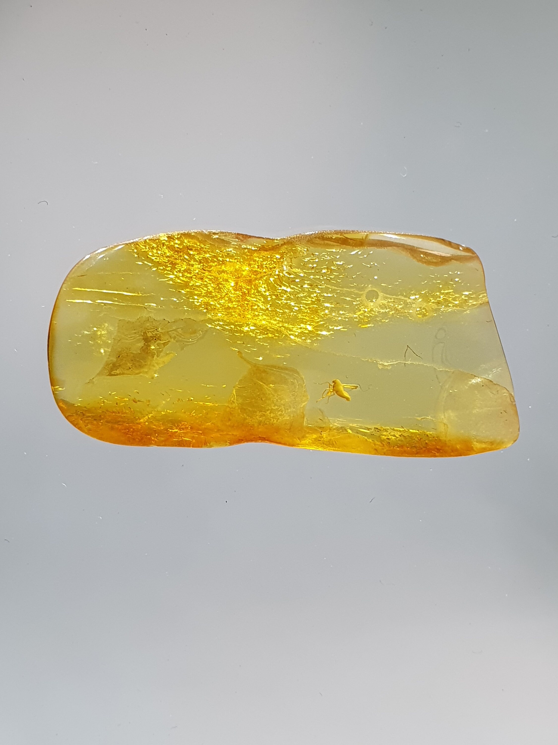 Insect Fossil in Amber Inclusion Fossil Baltic Amber | Etsy