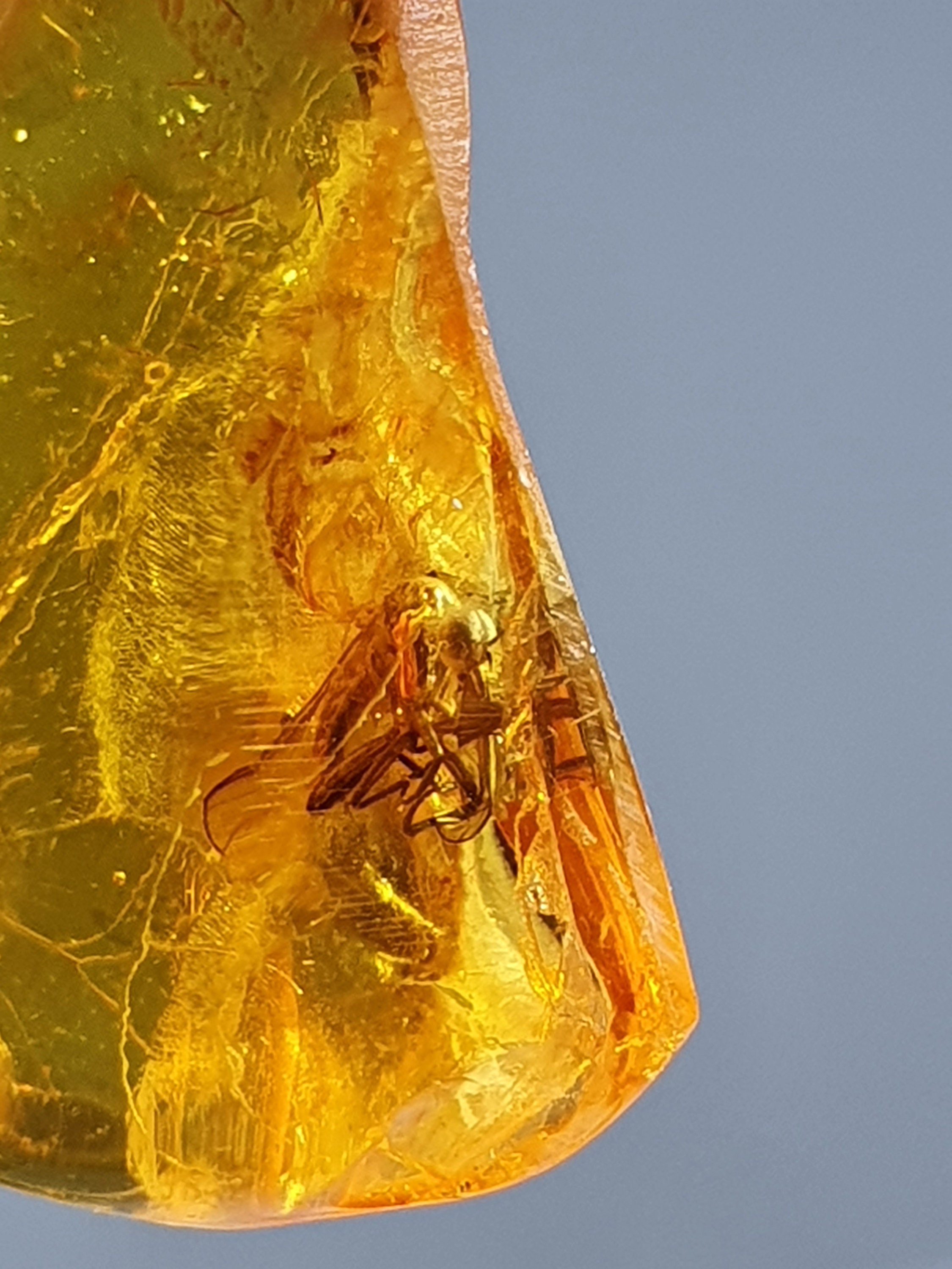 Insect in Amber Inclusion Fossil Baltic Amber Amber | Etsy