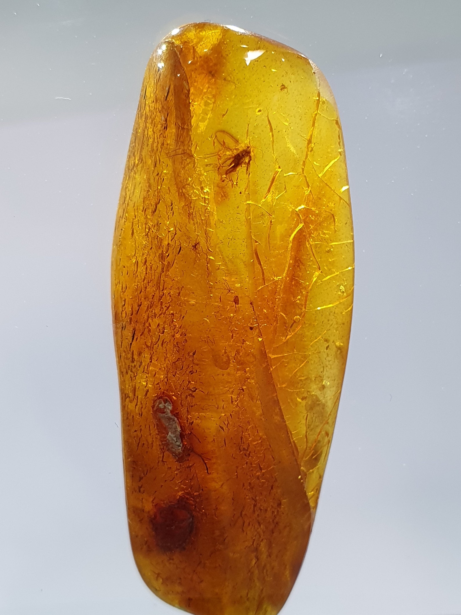 Insect in Amber Inclusion Fossil Baltic Amber Amber - Etsy