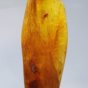 Insect in Amber Inclusion Fossil Baltic Amber Amber - Etsy